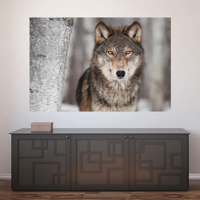 Painel Adesivo de Parede - Lobo - N3420 | MadeiraMadeira