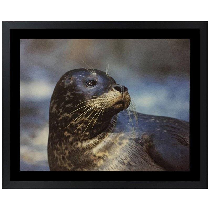 Quadro Decorativo Poster com Moldura Foca 50x40cm | MadeiraMadeira