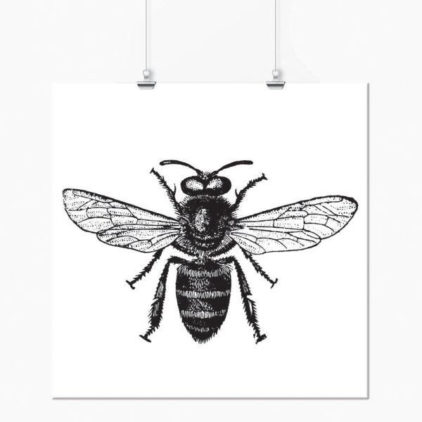 Pôster - Inseto Abelha Preto e Branco - 30x30cm | MadeiraMadeira