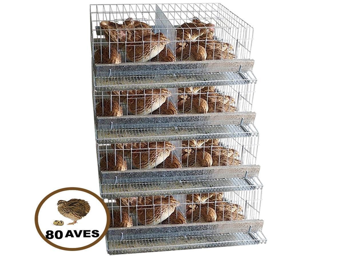 Gaiola Codorna Poedeira Japonesa Bateria 80 Aves - Kit 4 Pçs ...