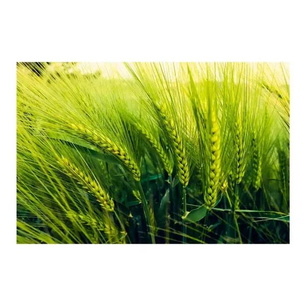 Painel Adesivo de Parede - Folha - Folhagem - 1289png | MadeiraMadeira