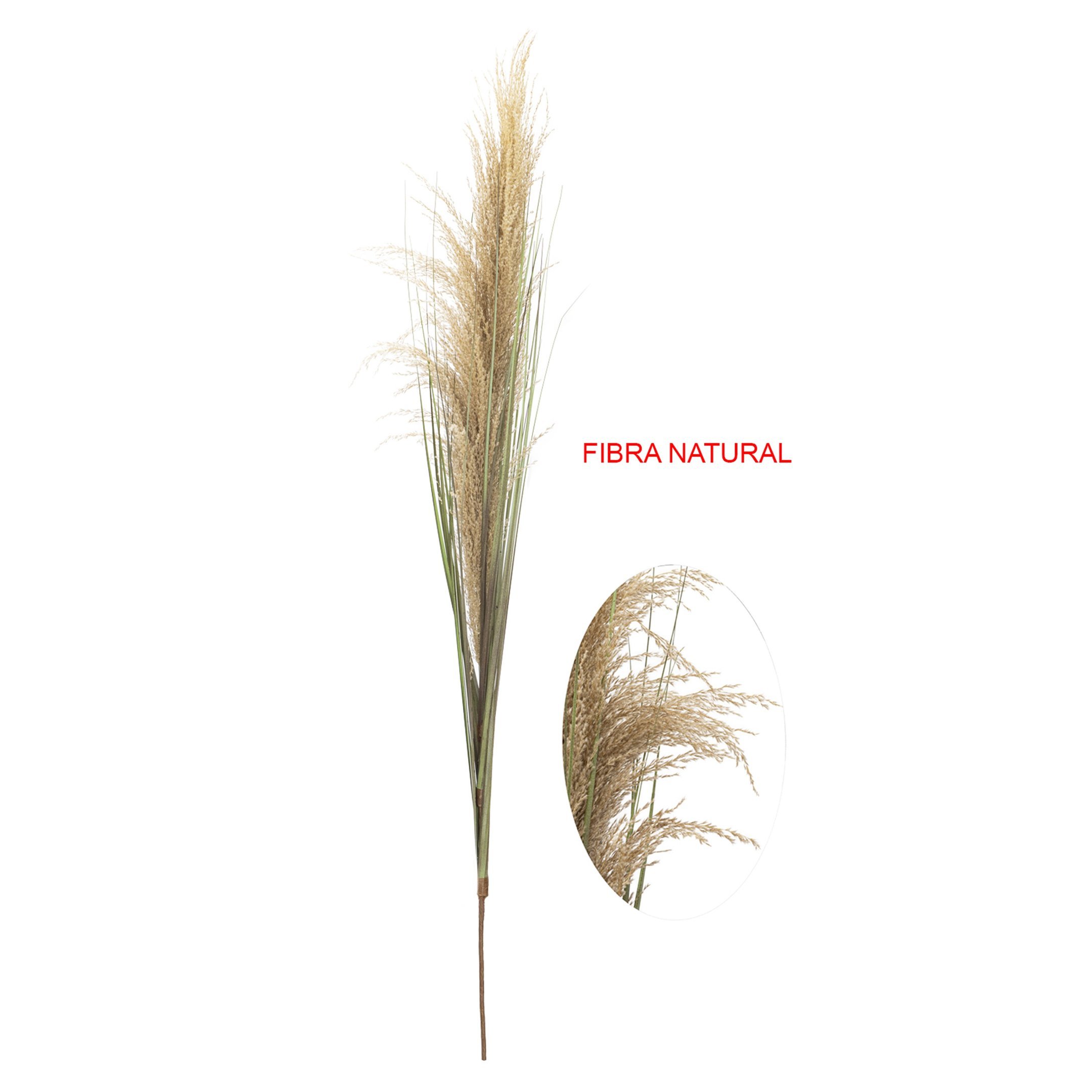 Capim Dos Pampas Seco - Alt 1.50 M | MadeiraMadeira