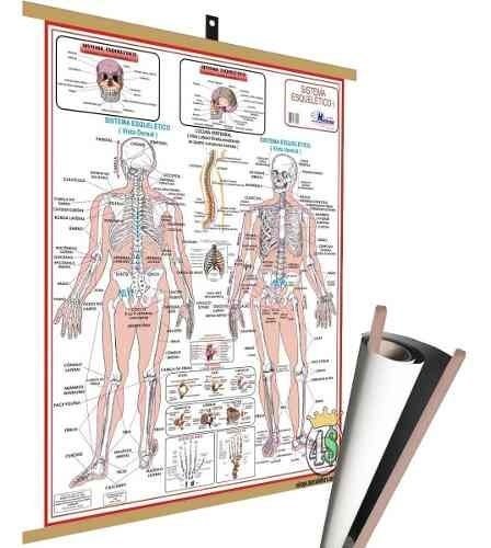 Mapa Corpo Humano Esqueletico 1 Osseo Moldura Medicina pendurar ...