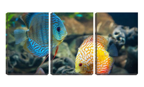 Quadro Decorativo 30x66 peixes ornamentais | MadeiraMadeira