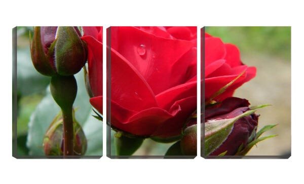 Quadro Decorativo 80x140 uma rosa entre botões | MadeiraMadeira