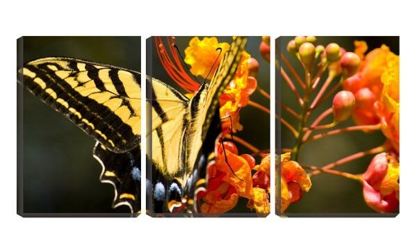 Quadro Decorativo 30x66 asas abertas de borboleta na flor | MadeiraMadeira