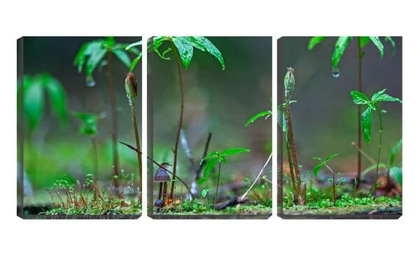 Quadro Decorativo 80x140 plantas brotando no chão | MadeiraMadeira