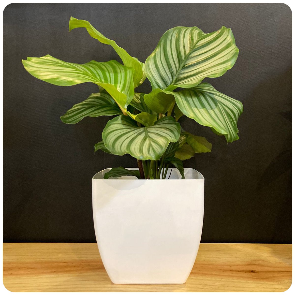 Cachepot Siena 20 X 18 Cm Vasart | MadeiraMadeira