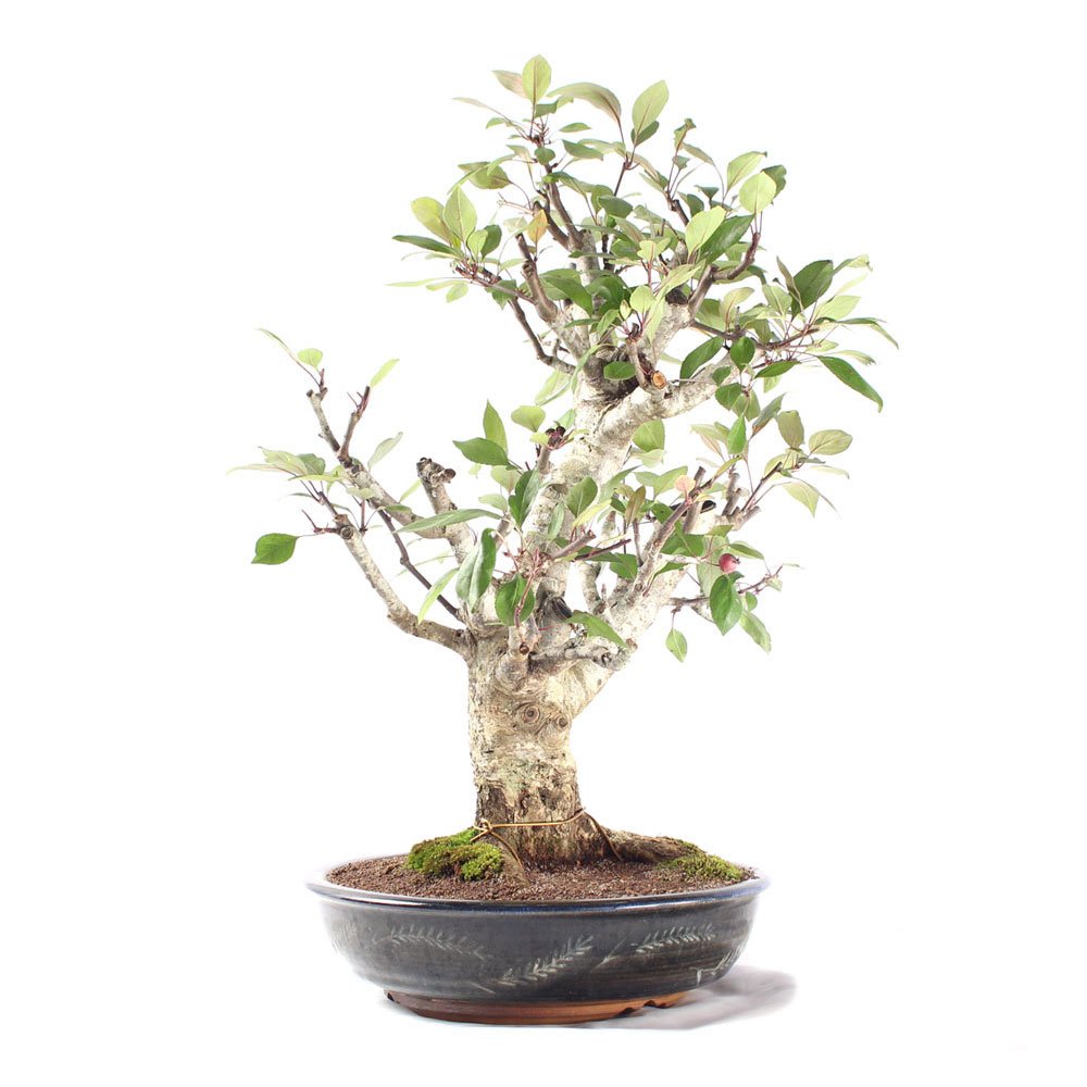 Bonsai Micro Maçã Atrosanguínea 22 Anos | MadeiraMadeira
