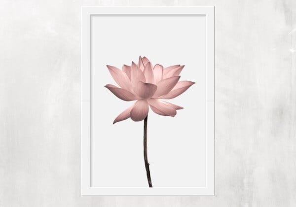 Quadros para casa - Flor de Lótus Rose | MadeiraMadeira