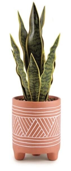 Cachepot etnico com planta permanente Tamanho:G | MadeiraMadeira