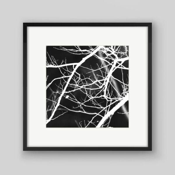 Quadro Floral Galhos Secos P&B - 60x60cm - Moldura Caixa Preto ...