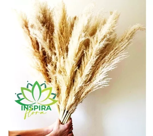 3 Haste Capim Dos Pampas Seco Decoração Noiva Noivado Loja | MadeiraMadeira