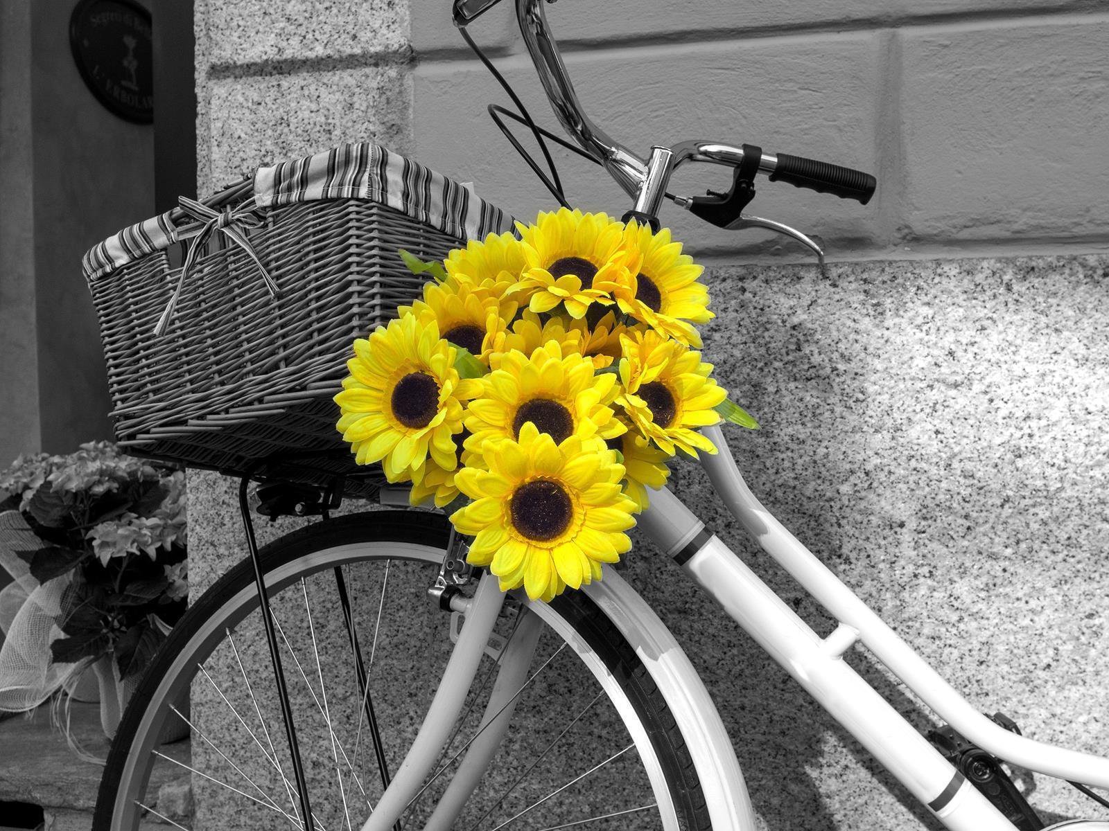Papel De Parede Bicicleta Flores Girassol Cda07 | MadeiraMadeira