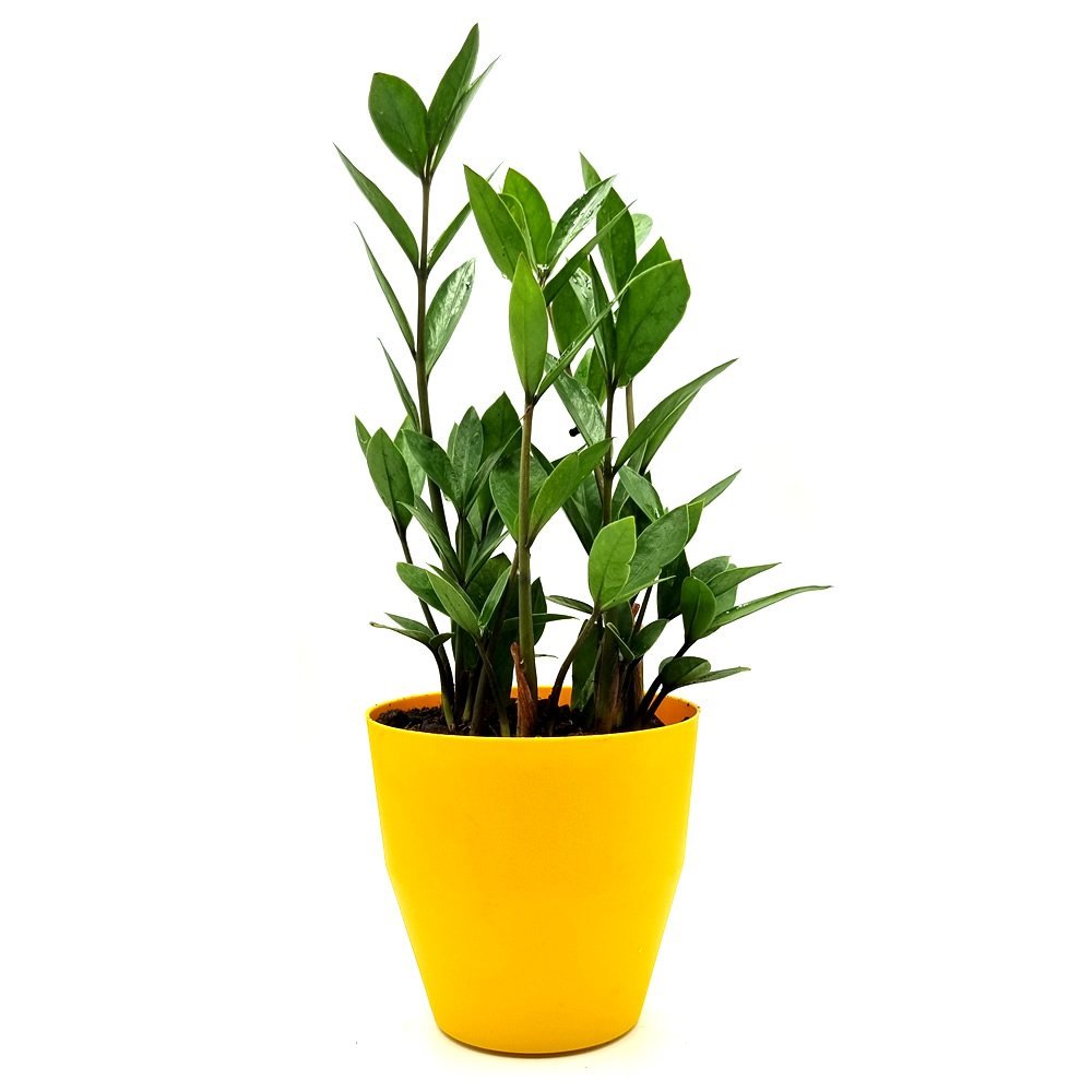 Cachepot com Planta Zamioculca (Planta da Fortuna) Relaxar e Meditar ...