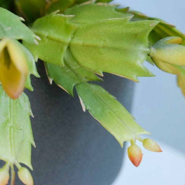 Arranjo de Flor de Maio Artificiais Toque Real no Vaso Cumbuca Cinza P ...