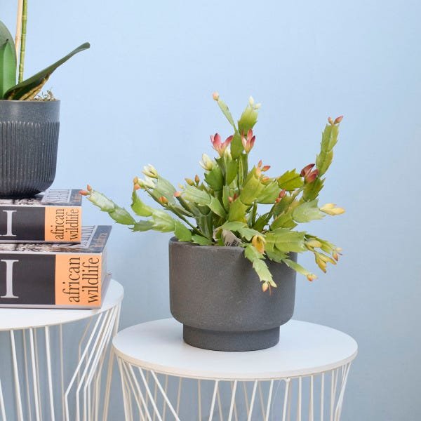 Arranjo de Flor de Maio Artificiais Toque Real no Vaso Cumbuca Cinza P ...