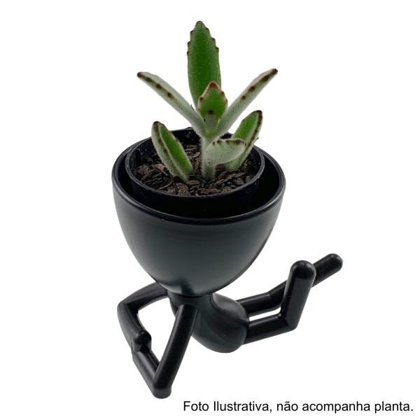 Vaso Decorativo para Suculentas Cacto Planta Robert Bob Mod Deitado ...