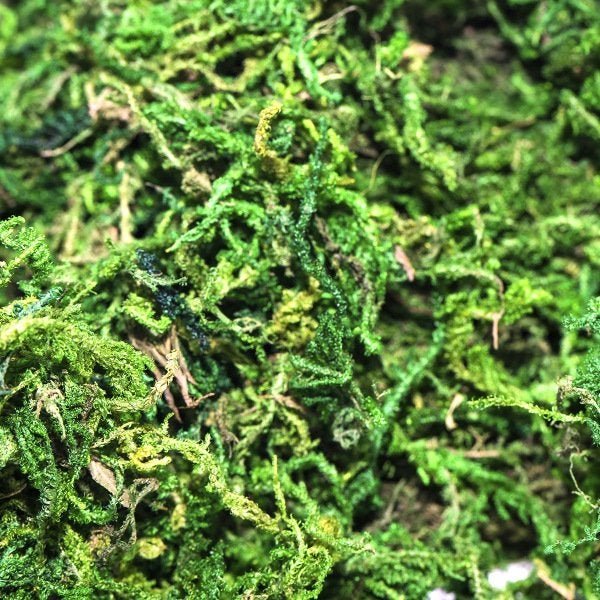 Musgo Artificial para Arranjos e Jardins 4 Litro | MadeiraMadeira