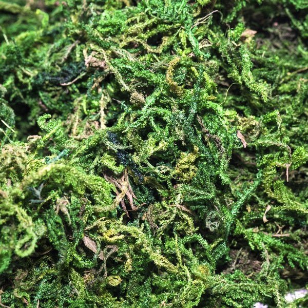 Musgo Artificial para Arranjos e Jardins 5 Litro | MadeiraMadeira