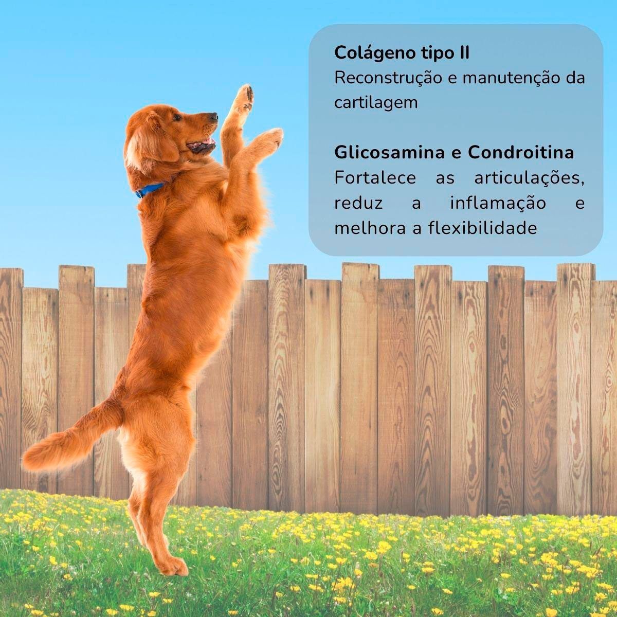 Suplemento Nutricional Artroplus Dog Premium Sabor Carne - 90ml ...