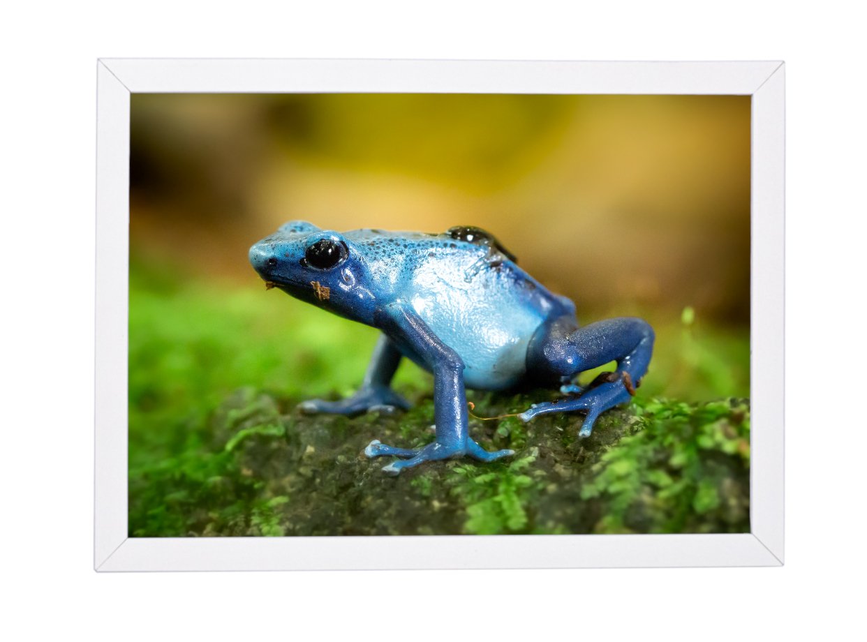 Quadro decoração biologia perereca azul 24x33cm brc7034 | MadeiraMadeira