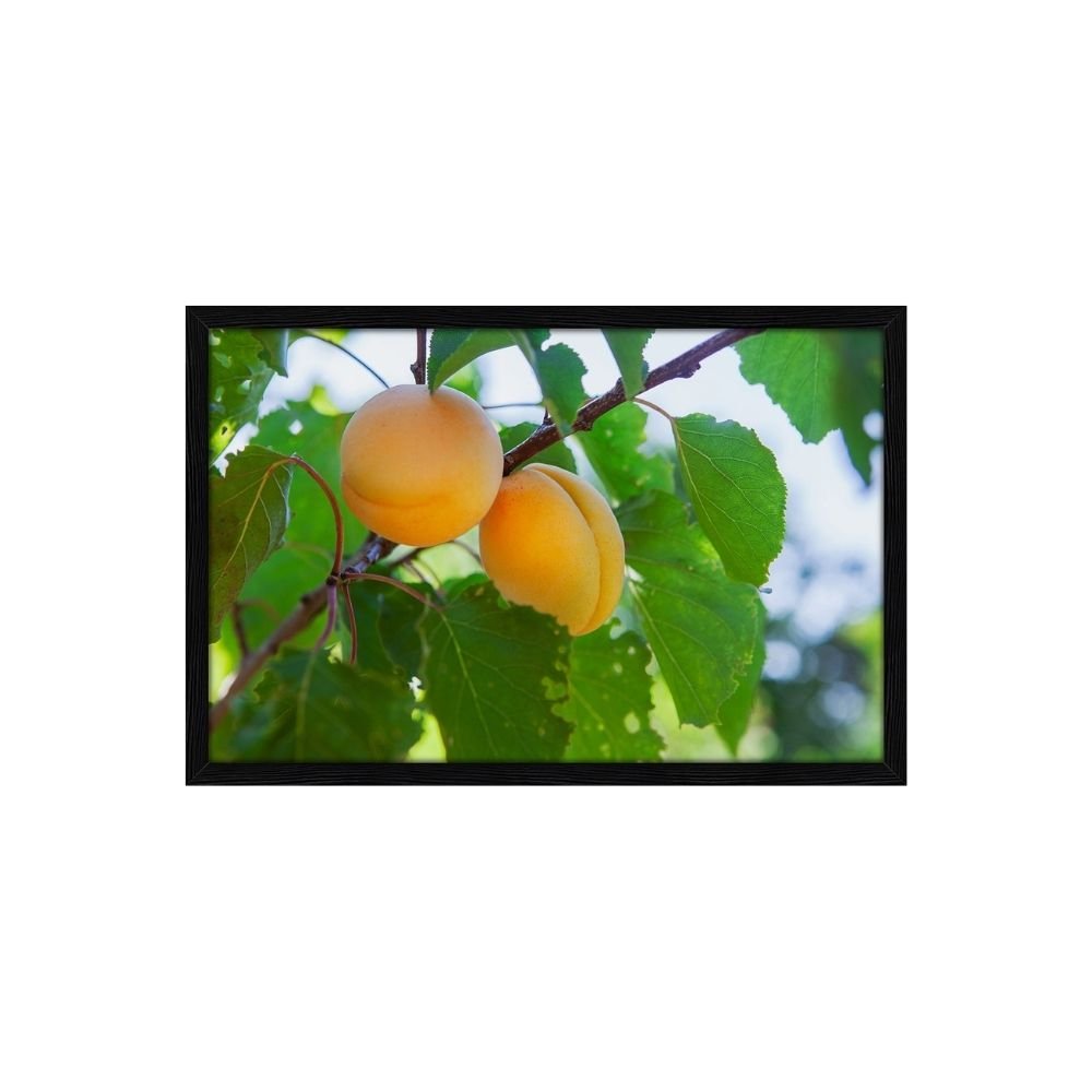 Quadro Decorativo Pêssego: Mod. 0409 Collor-ink Mod.0409 60 X 90cm ...