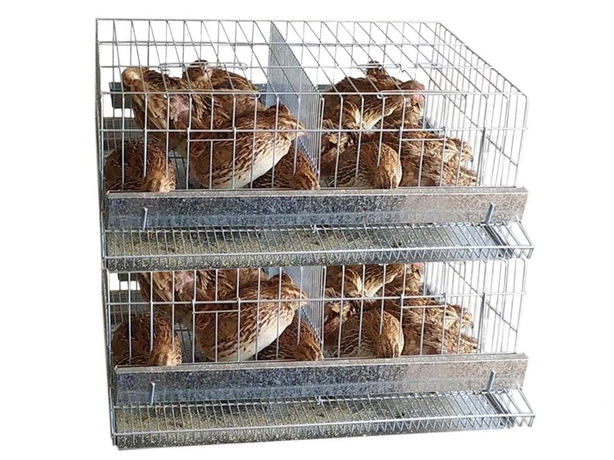 Kit 2 Gaiola Codorna Poedeira Viveiro Bateria 40 Aves Comuns ...