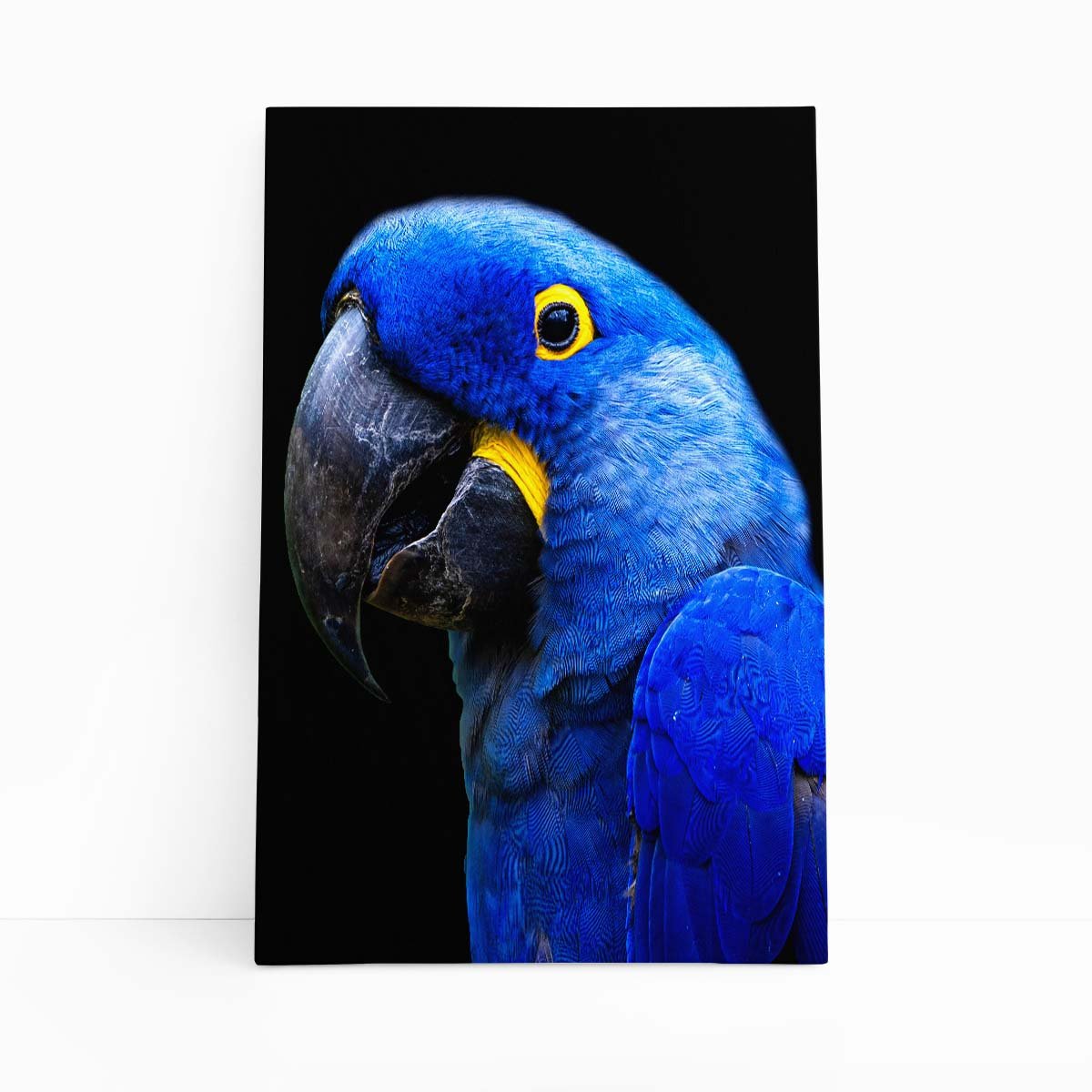 Arara Azul-grande Aves Animais Quadro Canvas 60x40cm | MadeiraMadeira