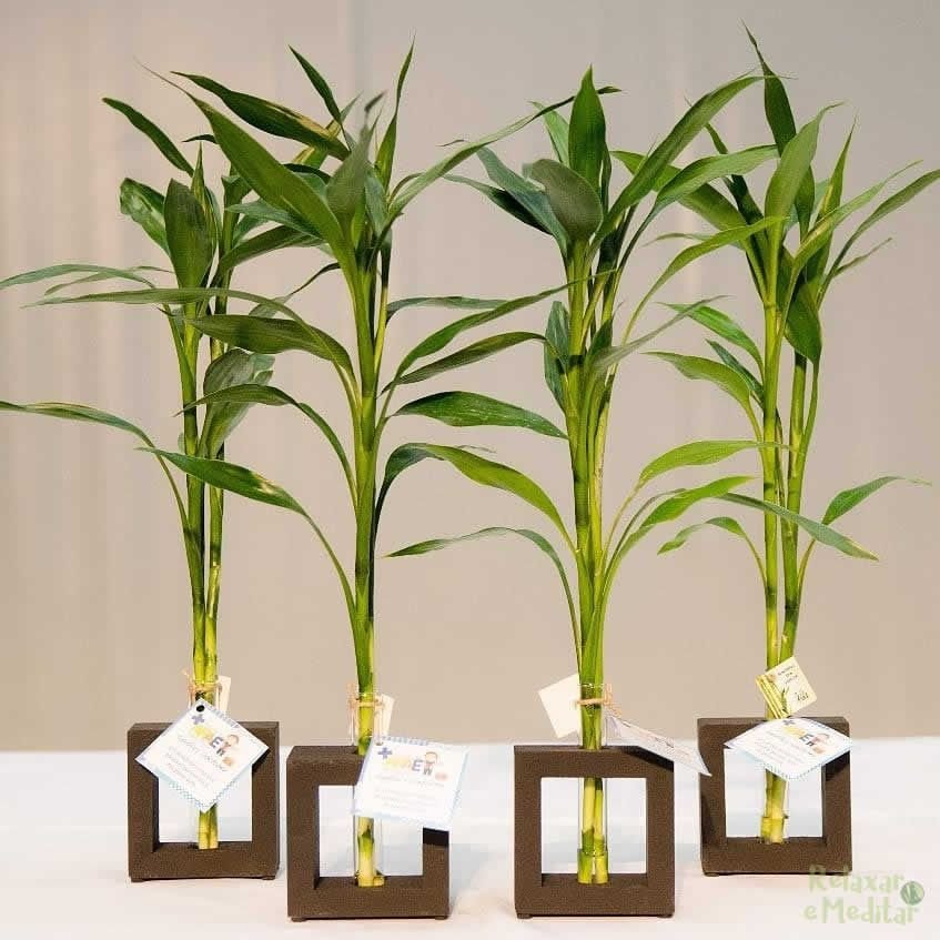 Bambu da Sorte com Vaso em Vidro e Suporte de Madeira (2 Hastes ...