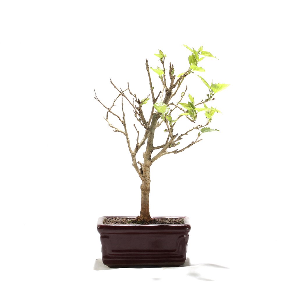 Bonsai Amora 03 Anos | MadeiraMadeira