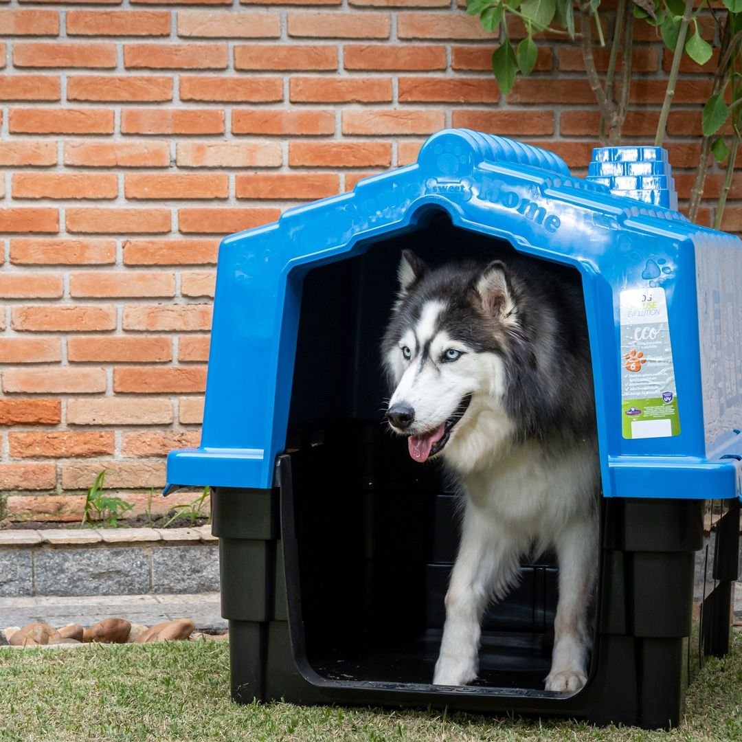 Casa Pet Injet Prime Colors Dog House Evolution Azul ou Preta Preto ...