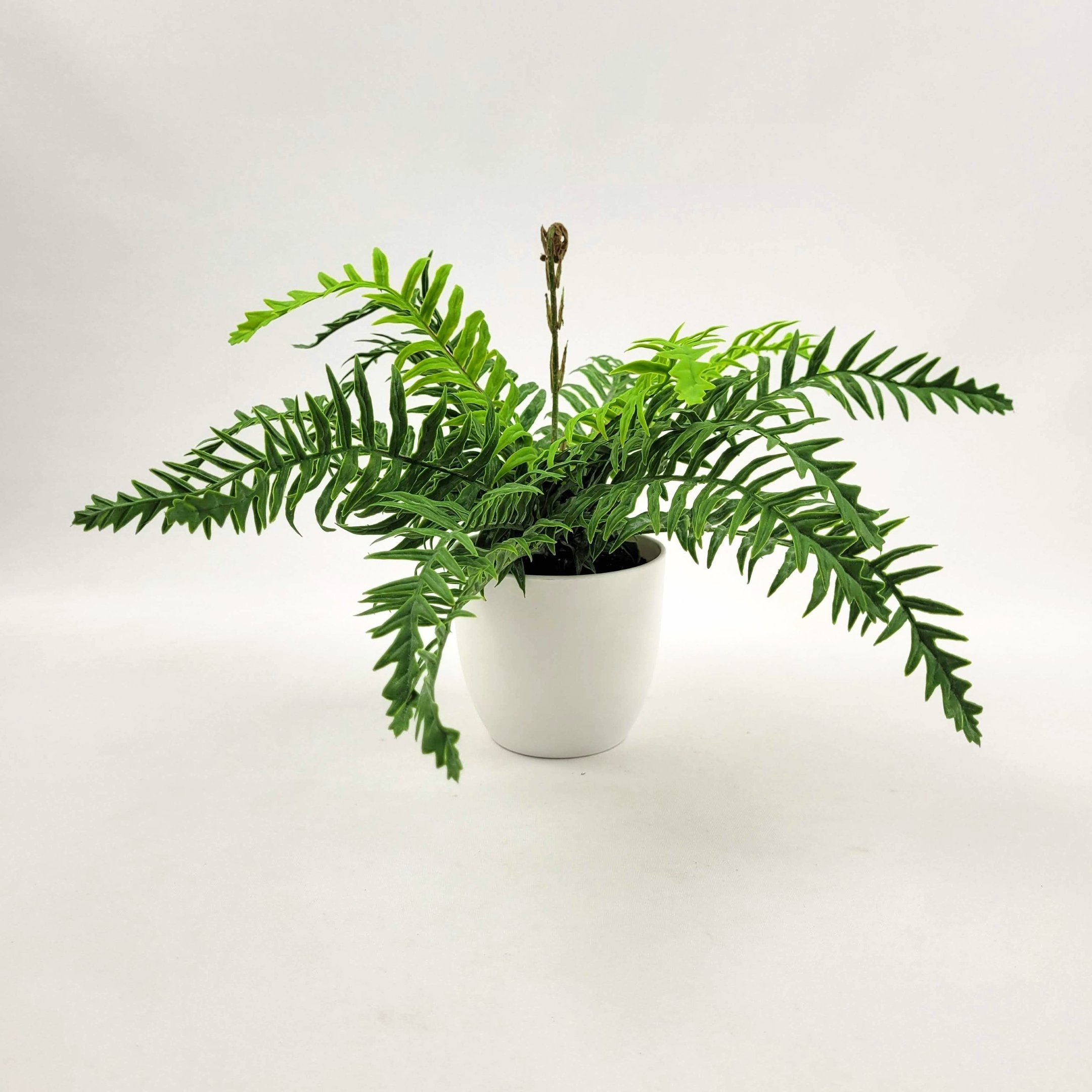 Arranjo de Samambaia com Vaso 23x30cm Paulistinha | MadeiraMadeira