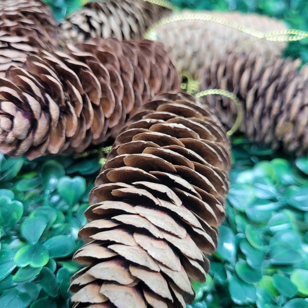 Conjunto Pinha Natural Pingente Árvore Natal 8cm 6 Unidades - Magizi ...