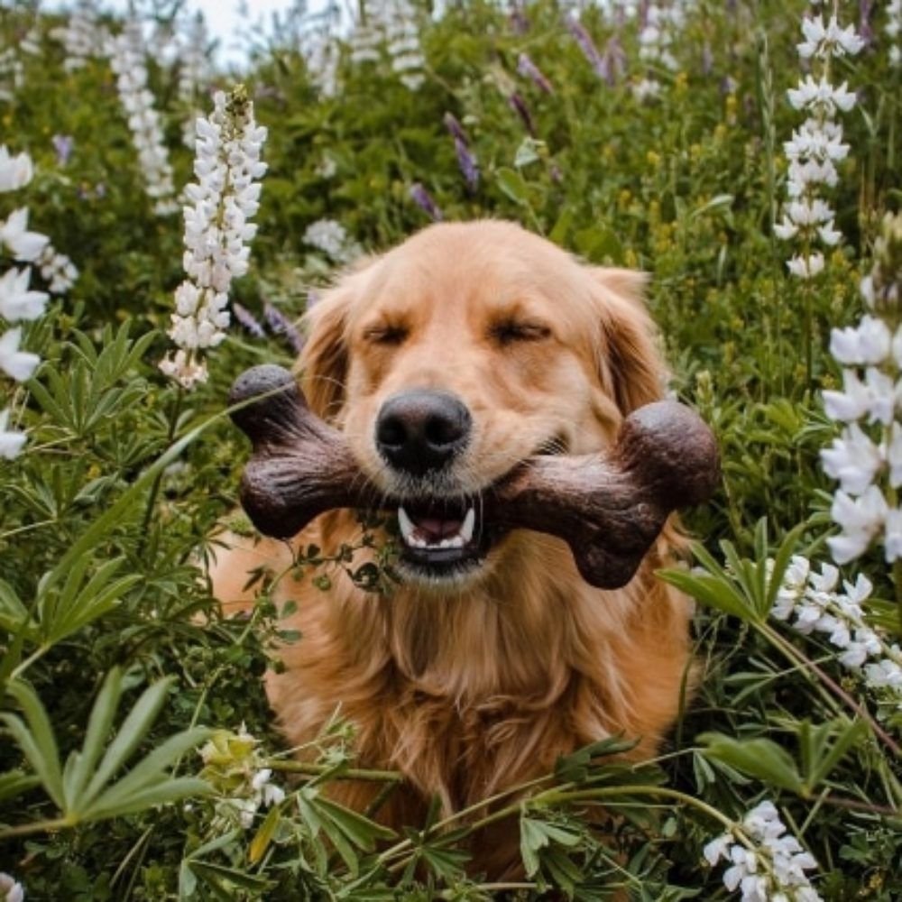 Barkbone Dinosaur - Brinquedo de Nylon com Sabor Churrasco Pet Qwerks ...