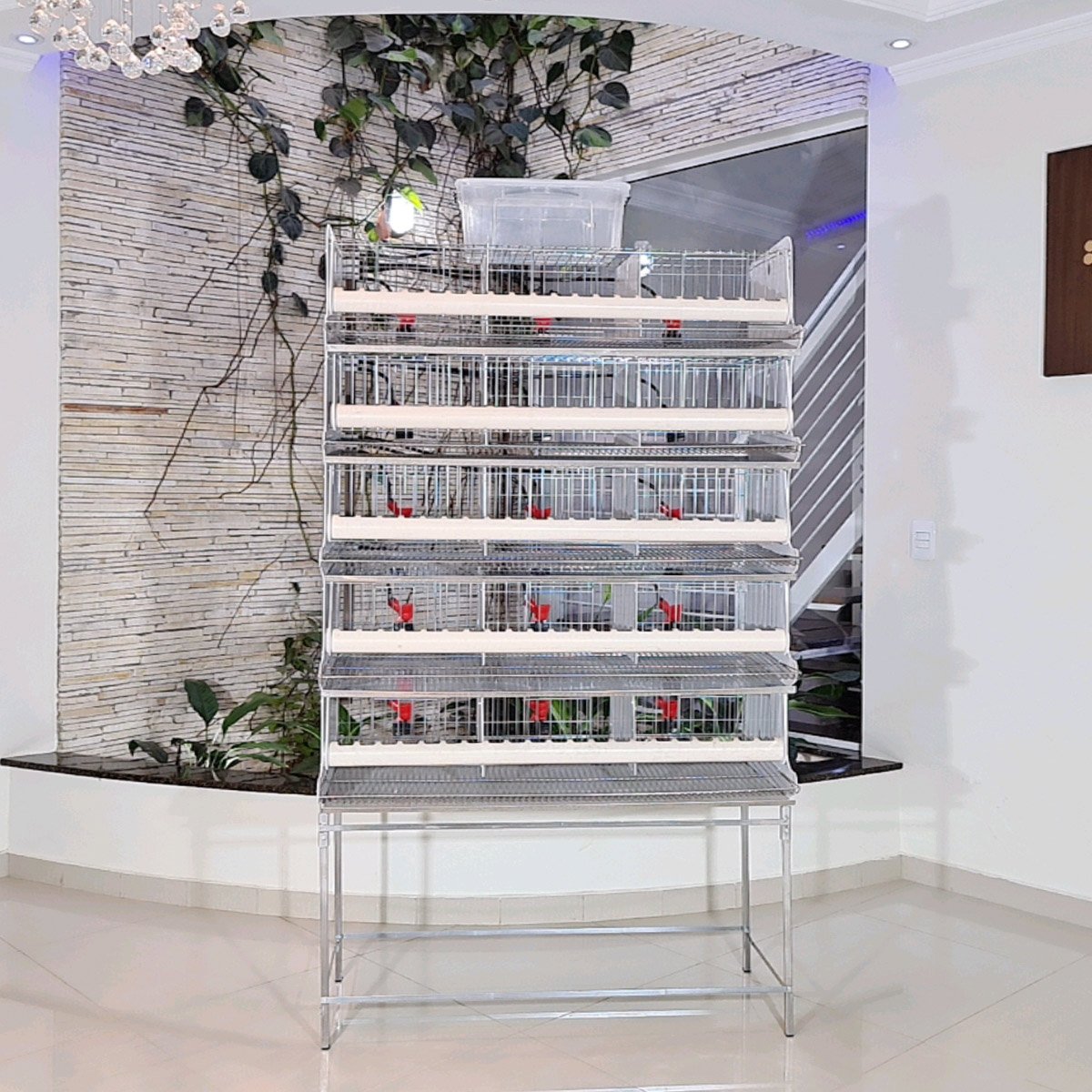 5 Gaiola para codorna ou codornão bebedouro automático copinho - Gaia ...