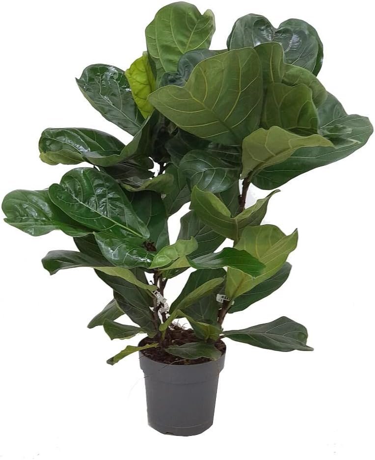 Lyrata Fícus Permanente Planta Premium Verde Real 90cm | MadeiraMadeira