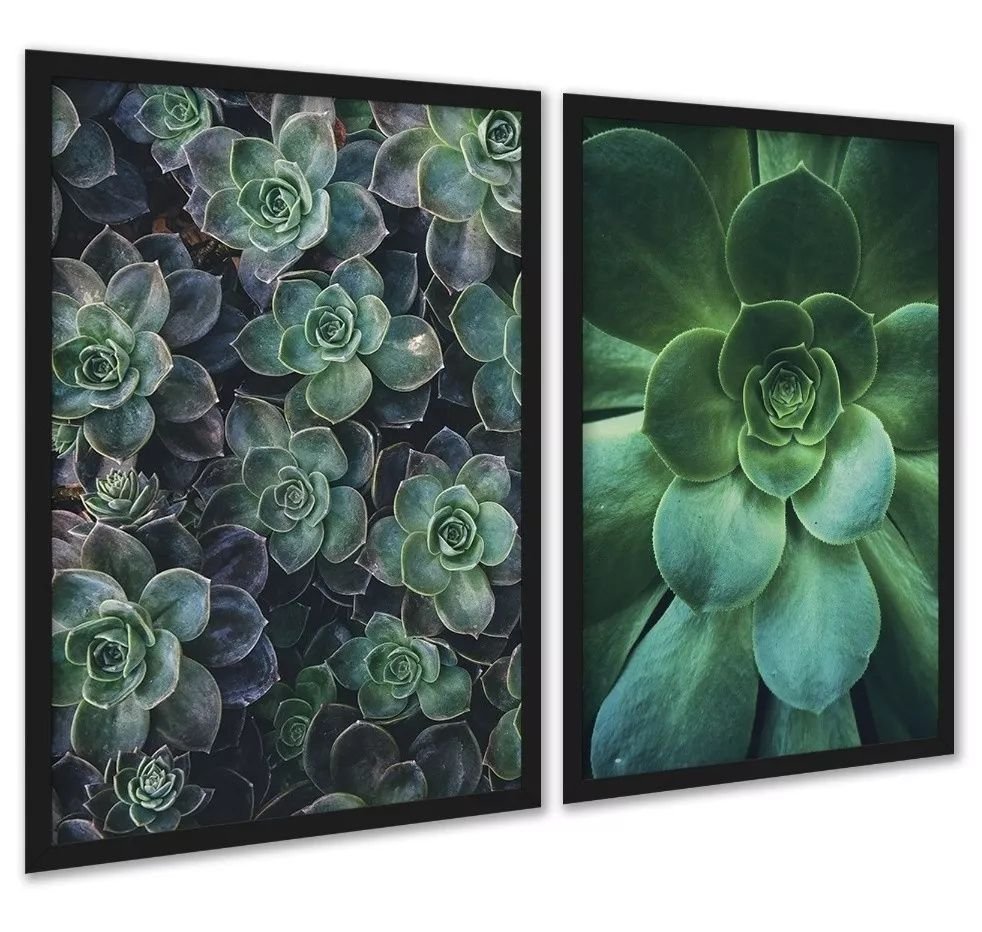 Kit 2 Quadros Decorativos Suculentas 45x34cm - com Vidro:moldura Preta ...