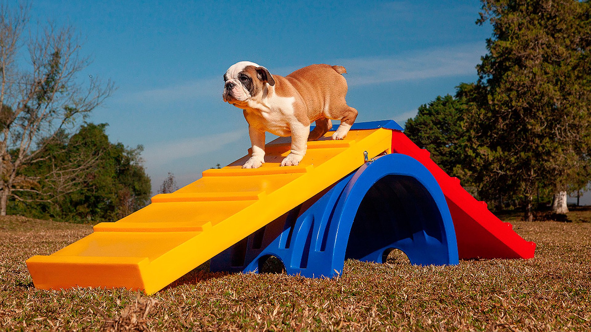 Rampa para Cachorro Escalada Agility Freso | MadeiraMadeira
