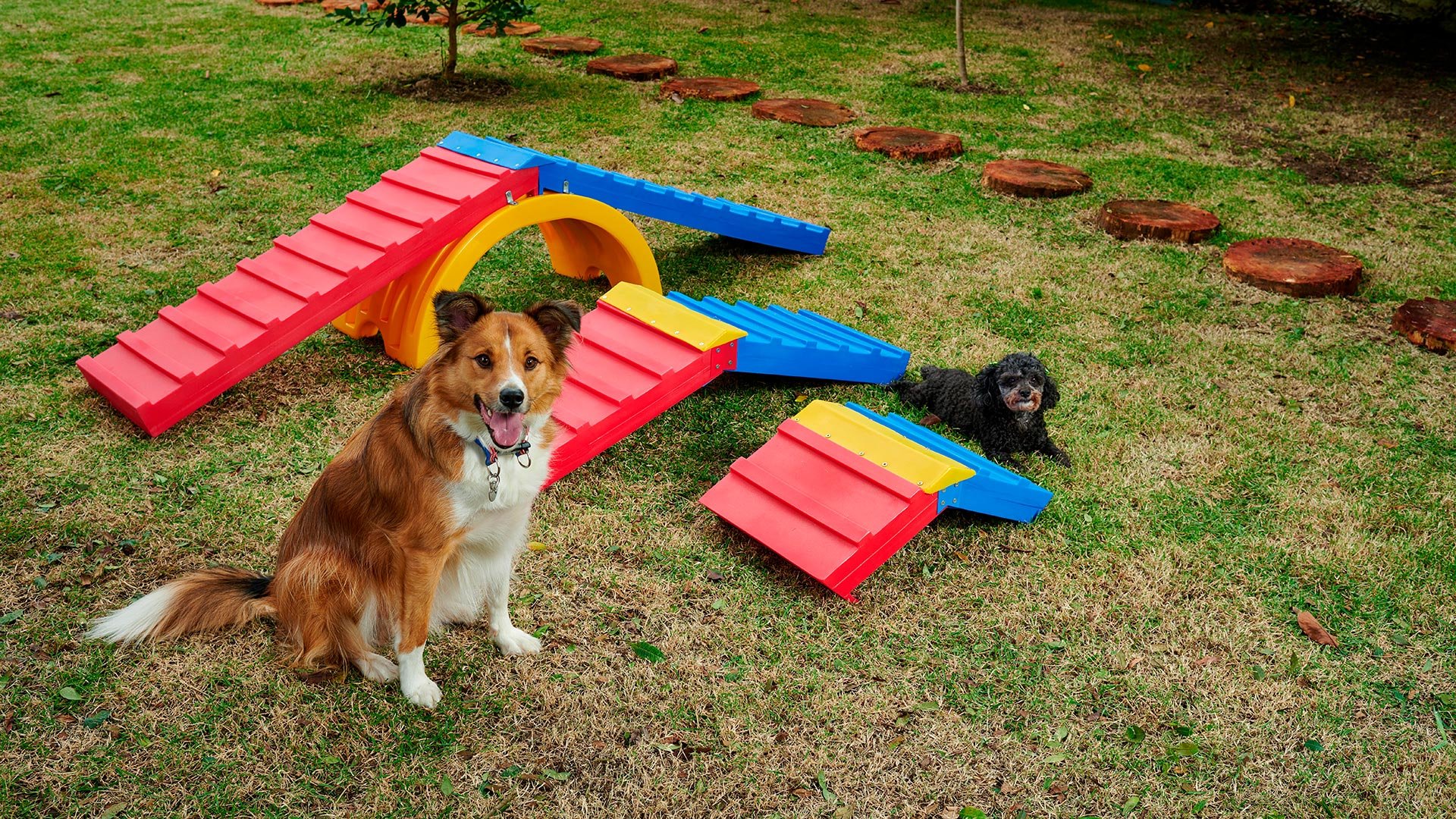 Rampa para Cachorro Escalada Agility Freso | MadeiraMadeira